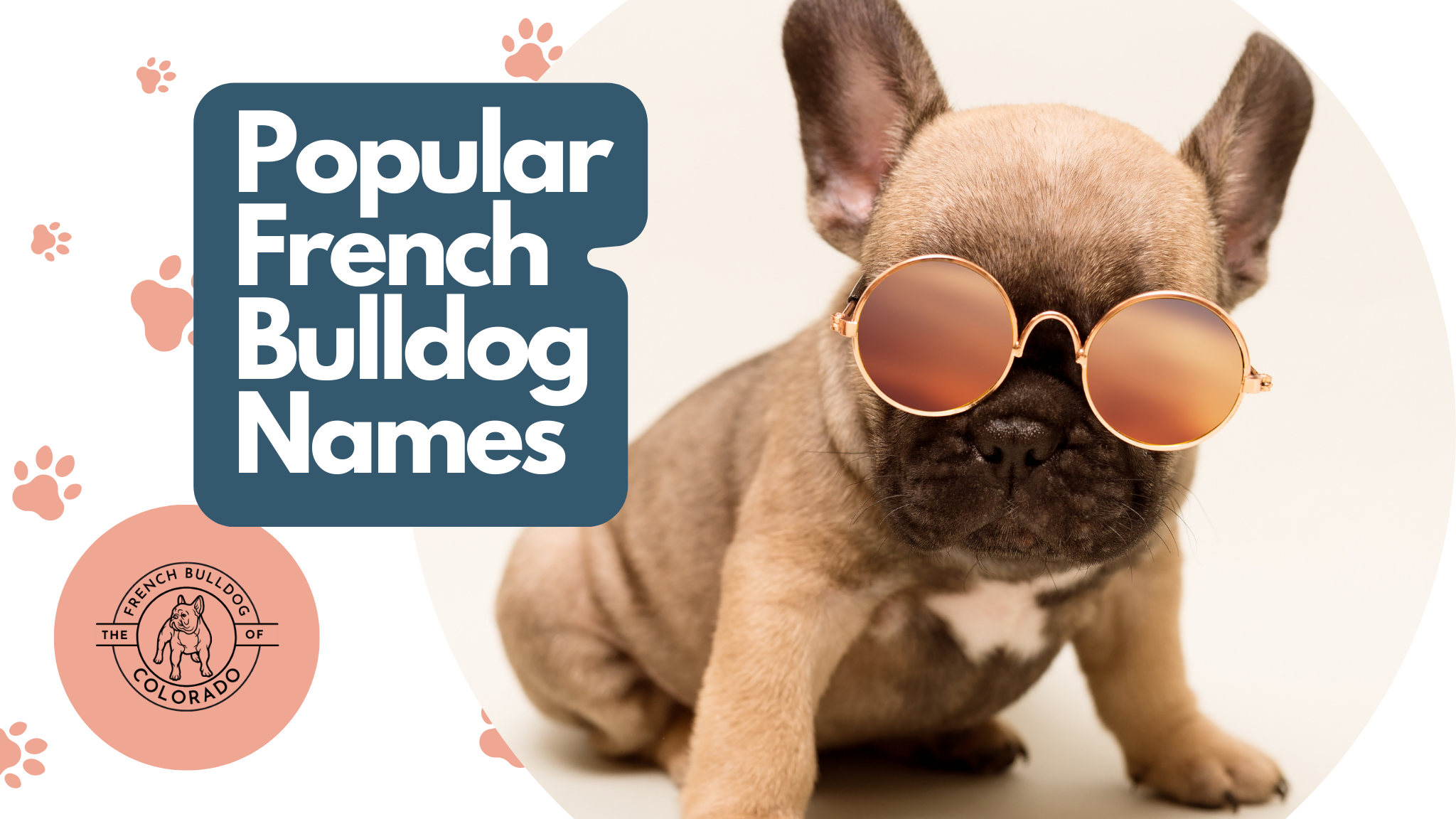 Popular French Bulldog Names The French Bulldog Of Colorado