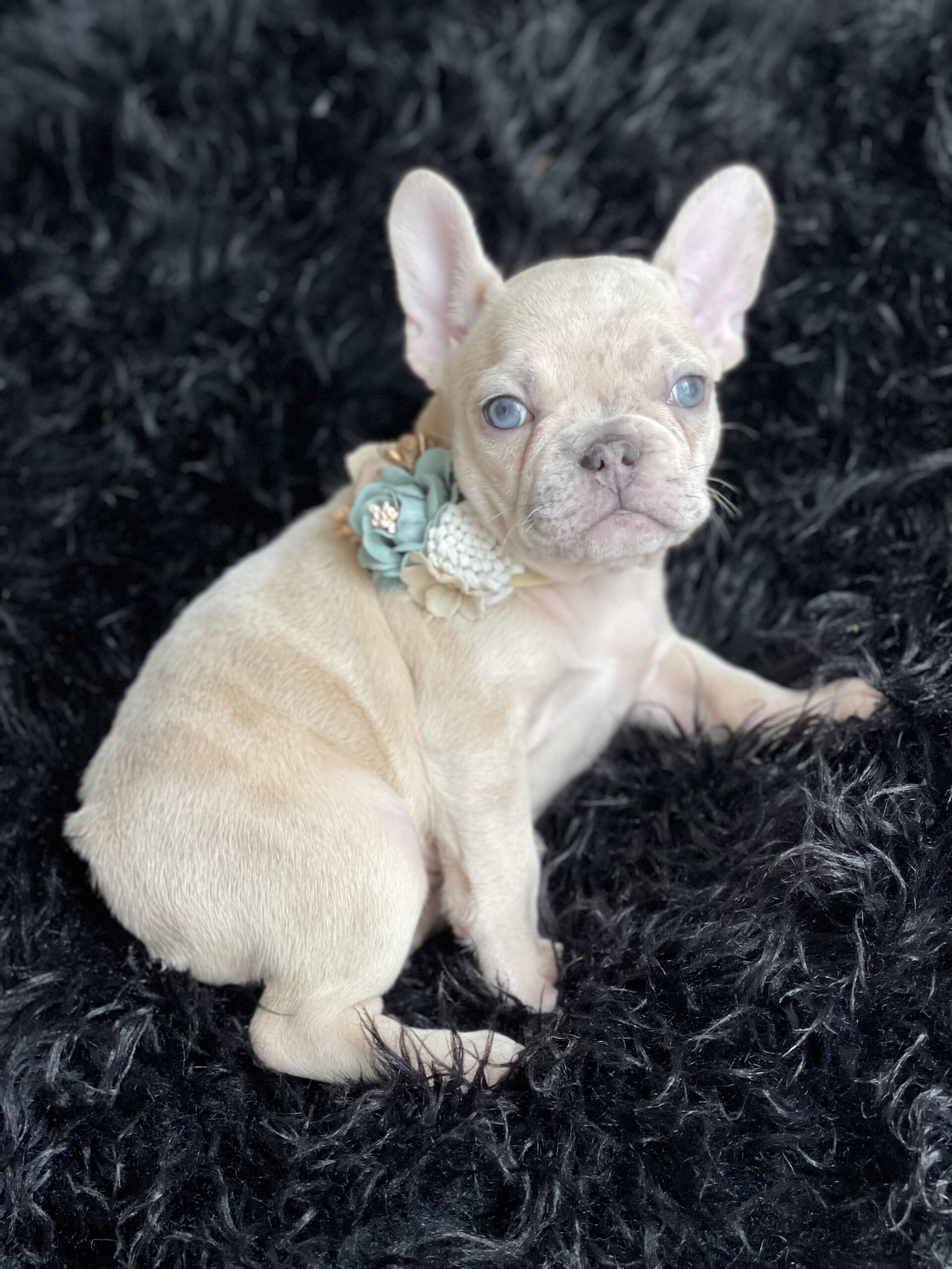 Lilac Fawn French Bulldogs in Colorado - The French Bulldog of Colorado