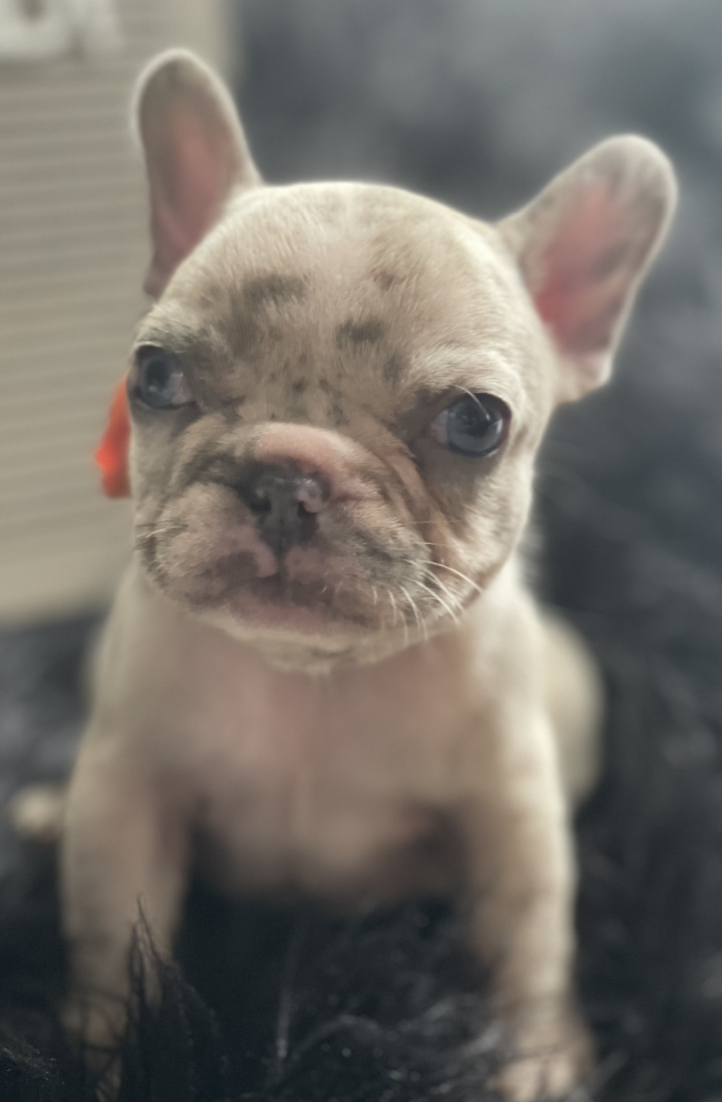Annie Lilac Fawn Merle French Bulldog - The French Bulldog of Colorado
