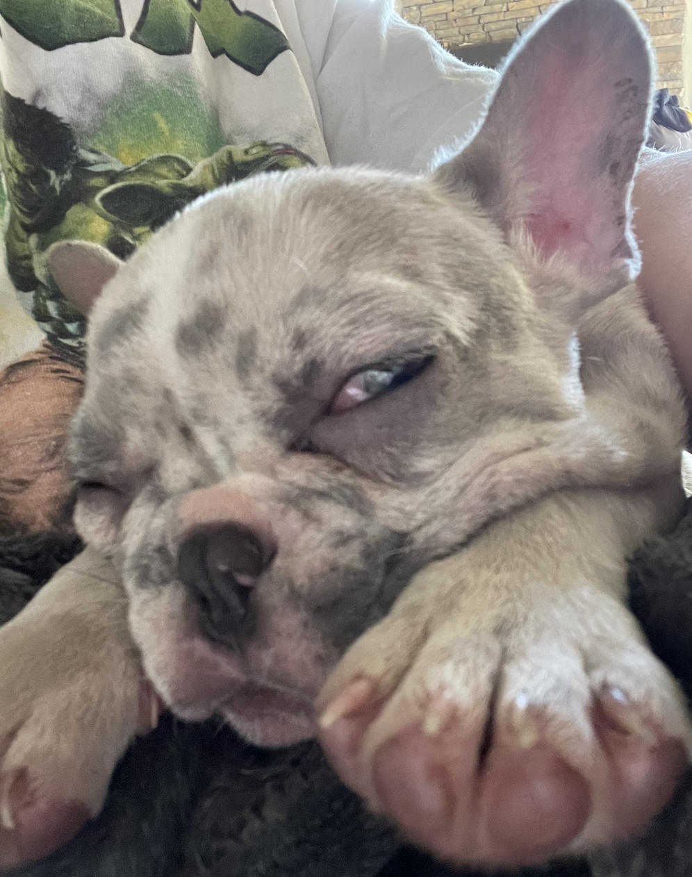 Annie Lilac Fawn Merle French Bulldog - The French Bulldog of Colorado