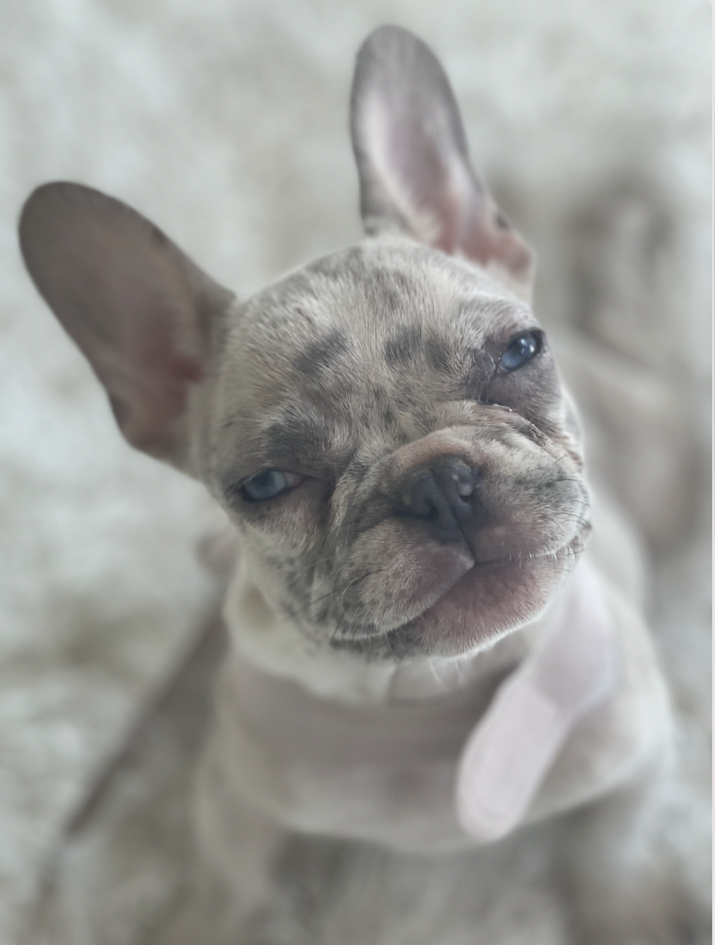 Annie Lilac Fawn Merle French Bulldog - The French Bulldog of Colorado