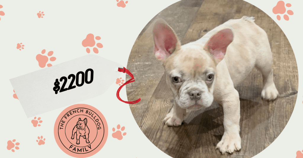 French Bulldogs for Sale New Mexico & Wyoming - The French Bulldog of ...