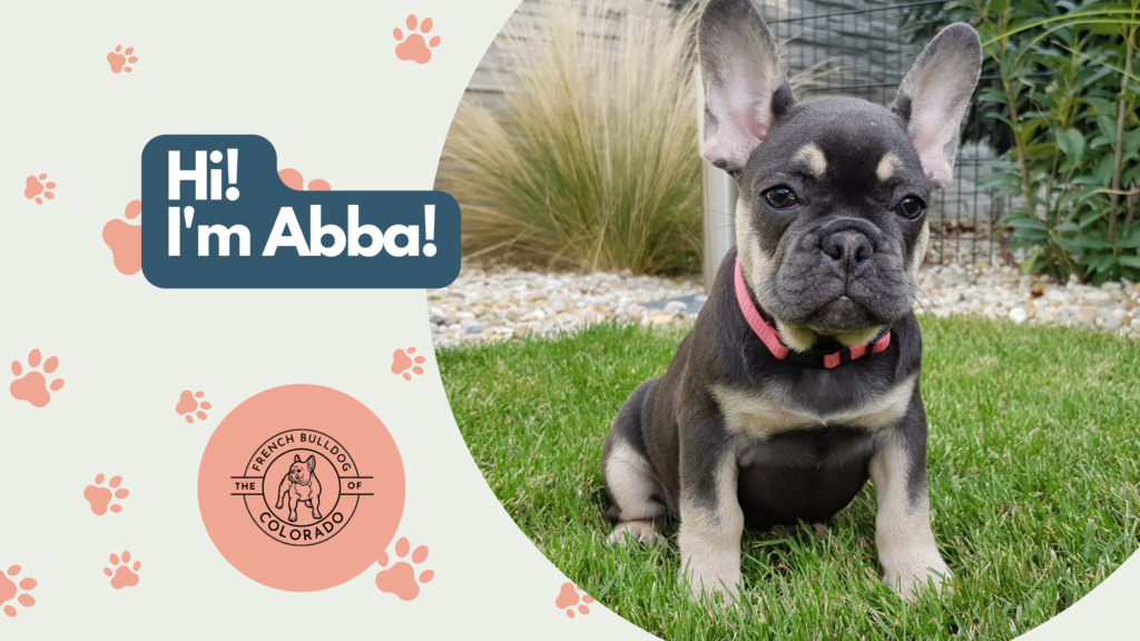 Available Female French Bulldog Puppies - The French Bulldog of Colorado