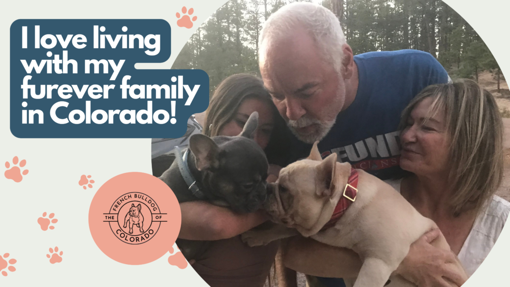 Maisey Blue and Tan French Bulldog Female-Adopted - The French Bulldog ...