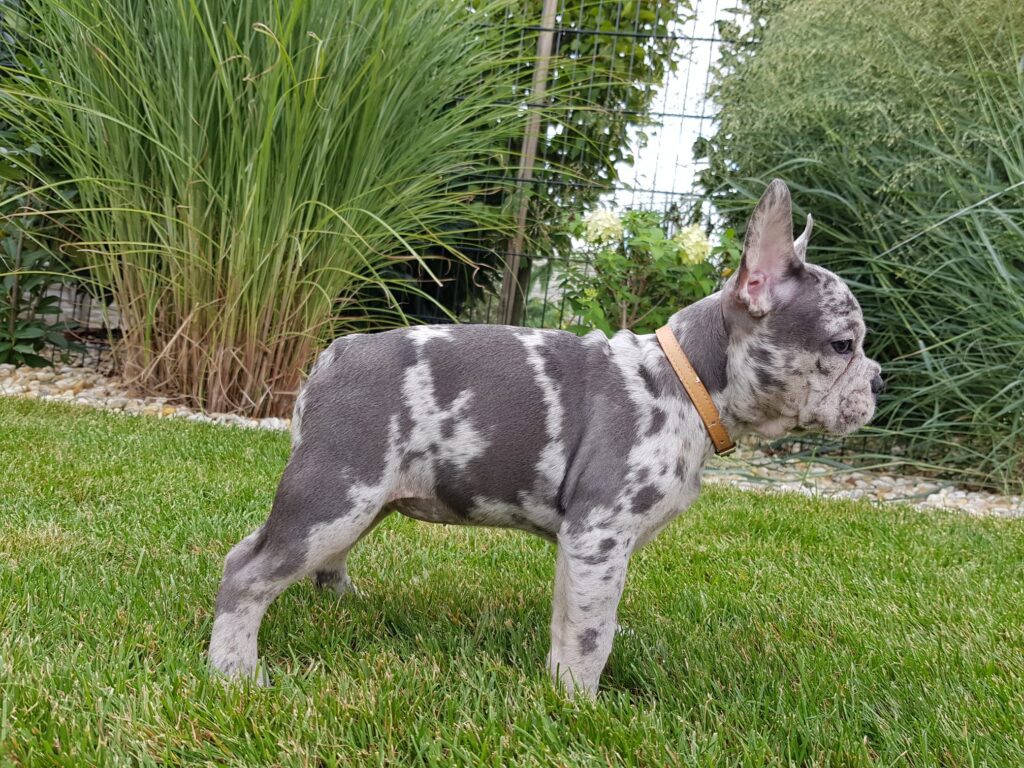 Aspen Blue Merle French Bulldog Female - The French Bulldog of Colorado
