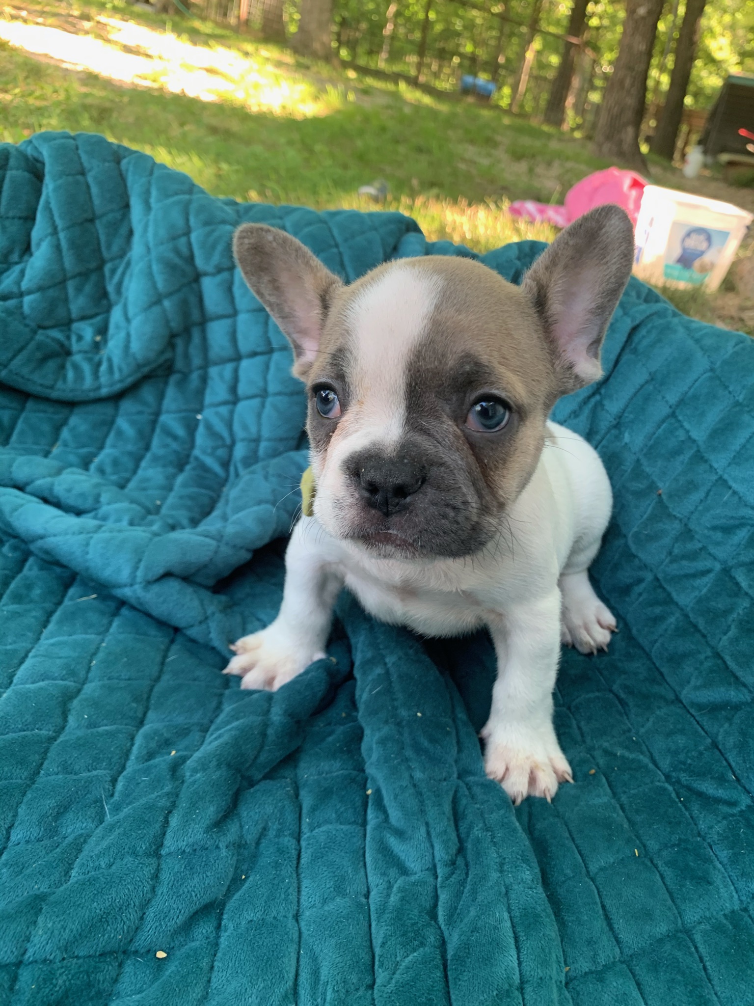 Blue Fawn French Bulldogs in Colorado - The French Bulldog of Colorado