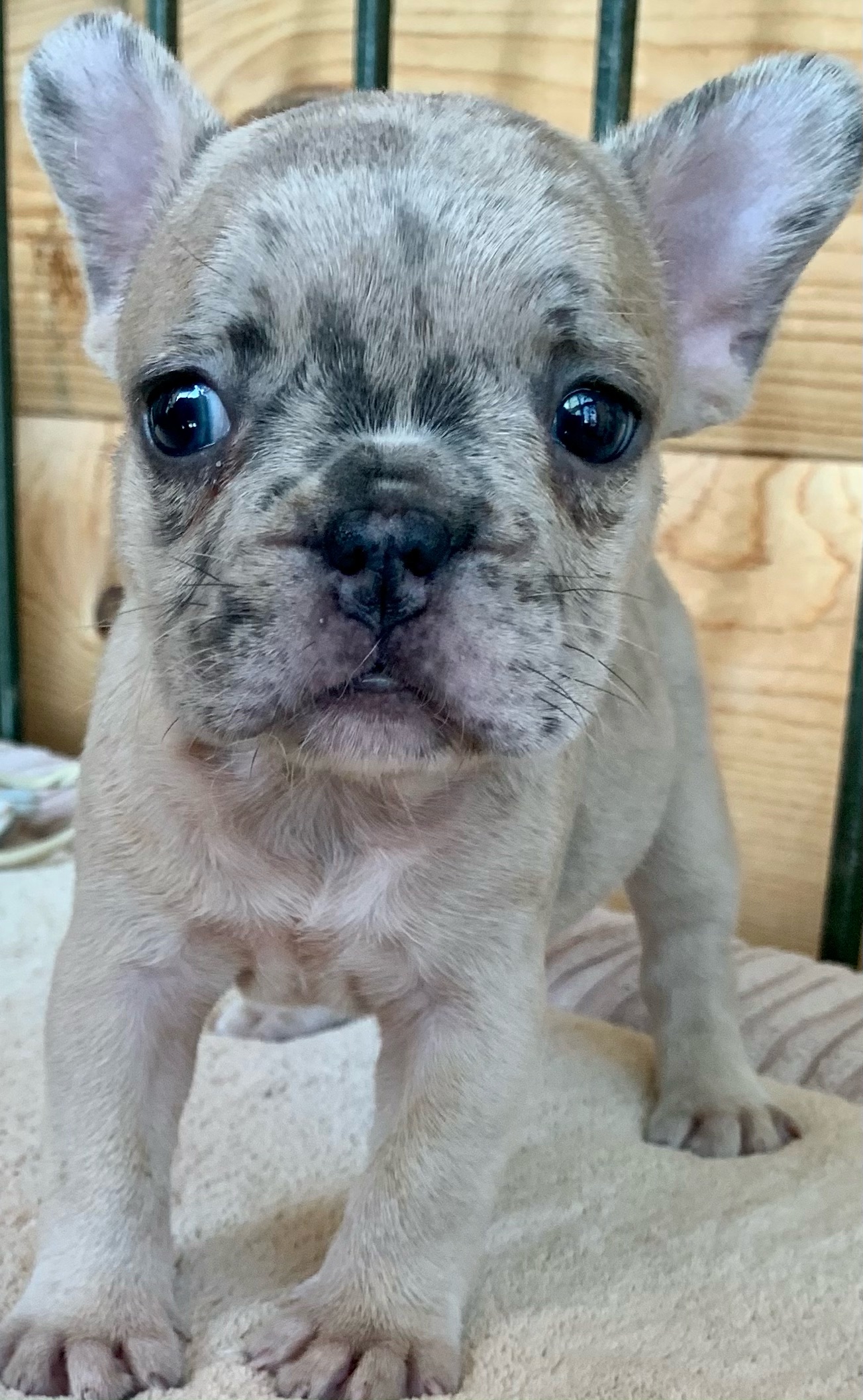Blue Fawn French Bulldogs in Colorado - The French Bulldog of Colorado