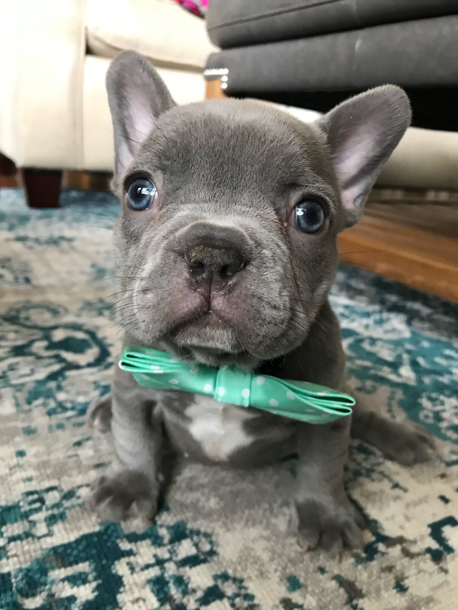 Lilac French Bulldogs in Colorado - The French Bulldog of Colorado