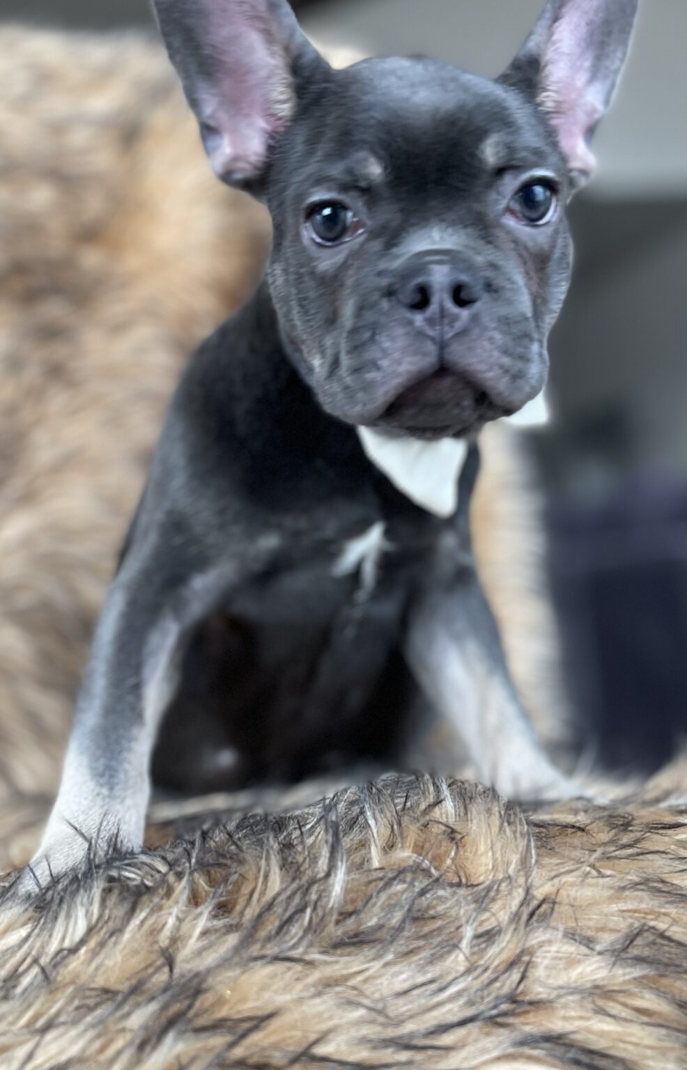 Groot Chocolate and Tan French Bulldog Male-Adopted - The French ...