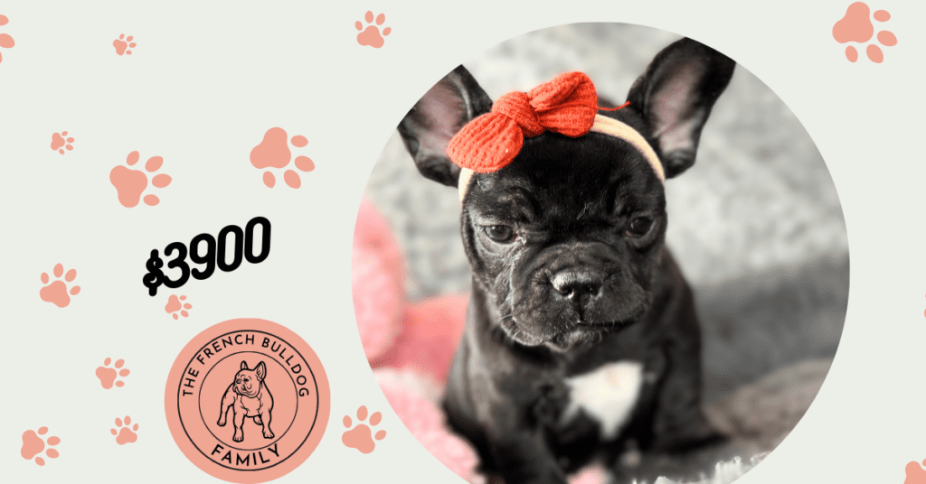 Available Female French Bulldog Puppies - The French Bulldog of Colorado