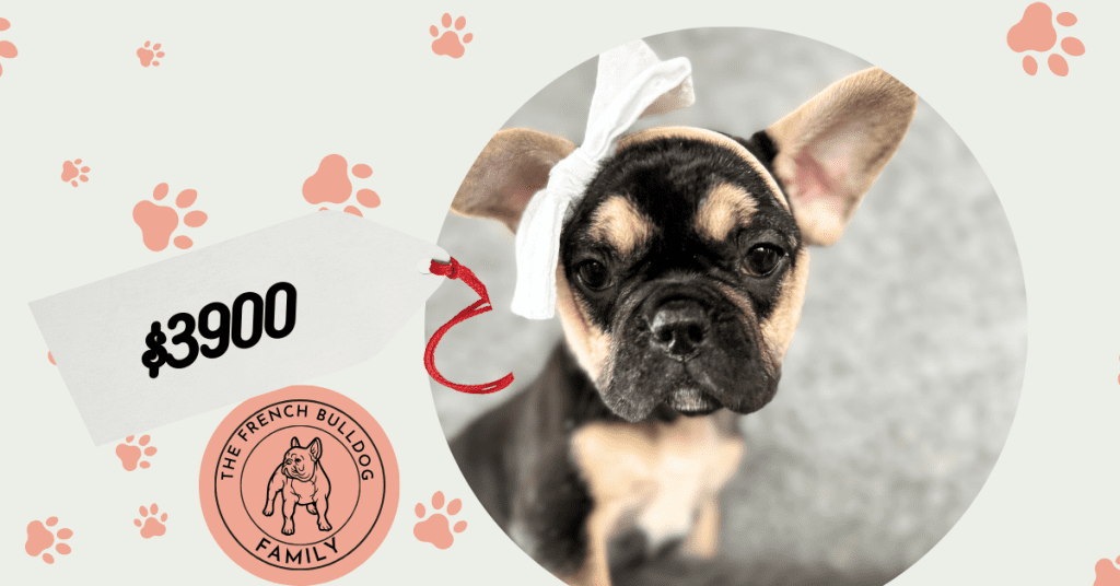 Available Female French Bulldog Puppies - The French Bulldog of Colorado