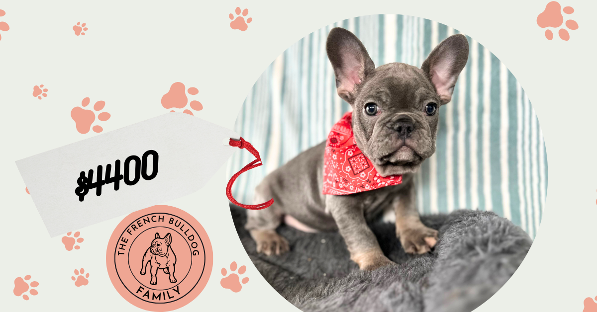 French Bulldogs Puppies for Sale - The French Bulldog of Colorado