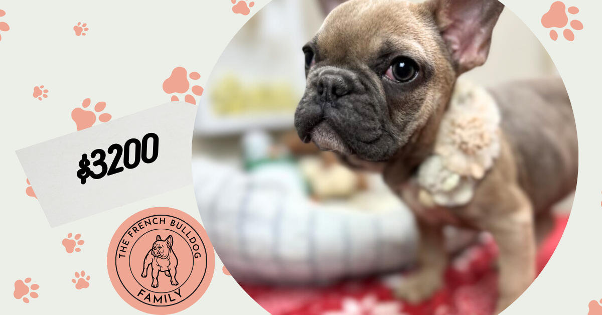 Available Female French Bulldog Puppies - The French Bulldog of Colorado