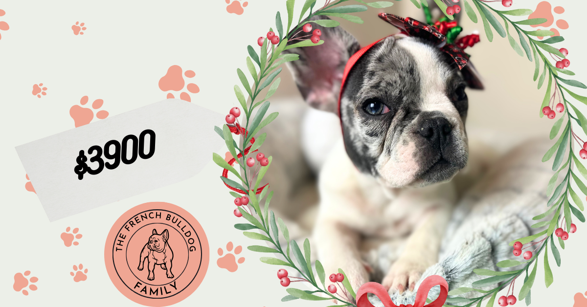 Joy | Blue Merle Pied French Bulldog Female | Adopted - The French ...
