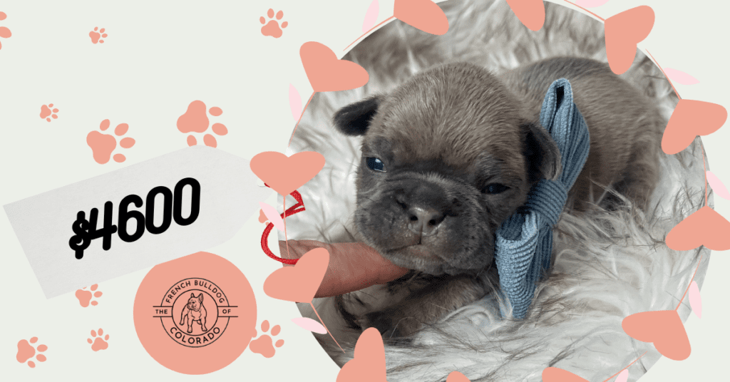 Frenchie Friday - The French Bulldog of Colorado