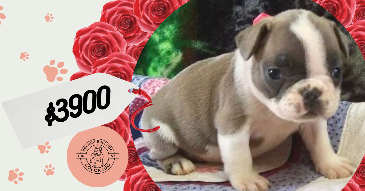 Available Female French Bulldog Puppies - The French Bulldog of Colorado