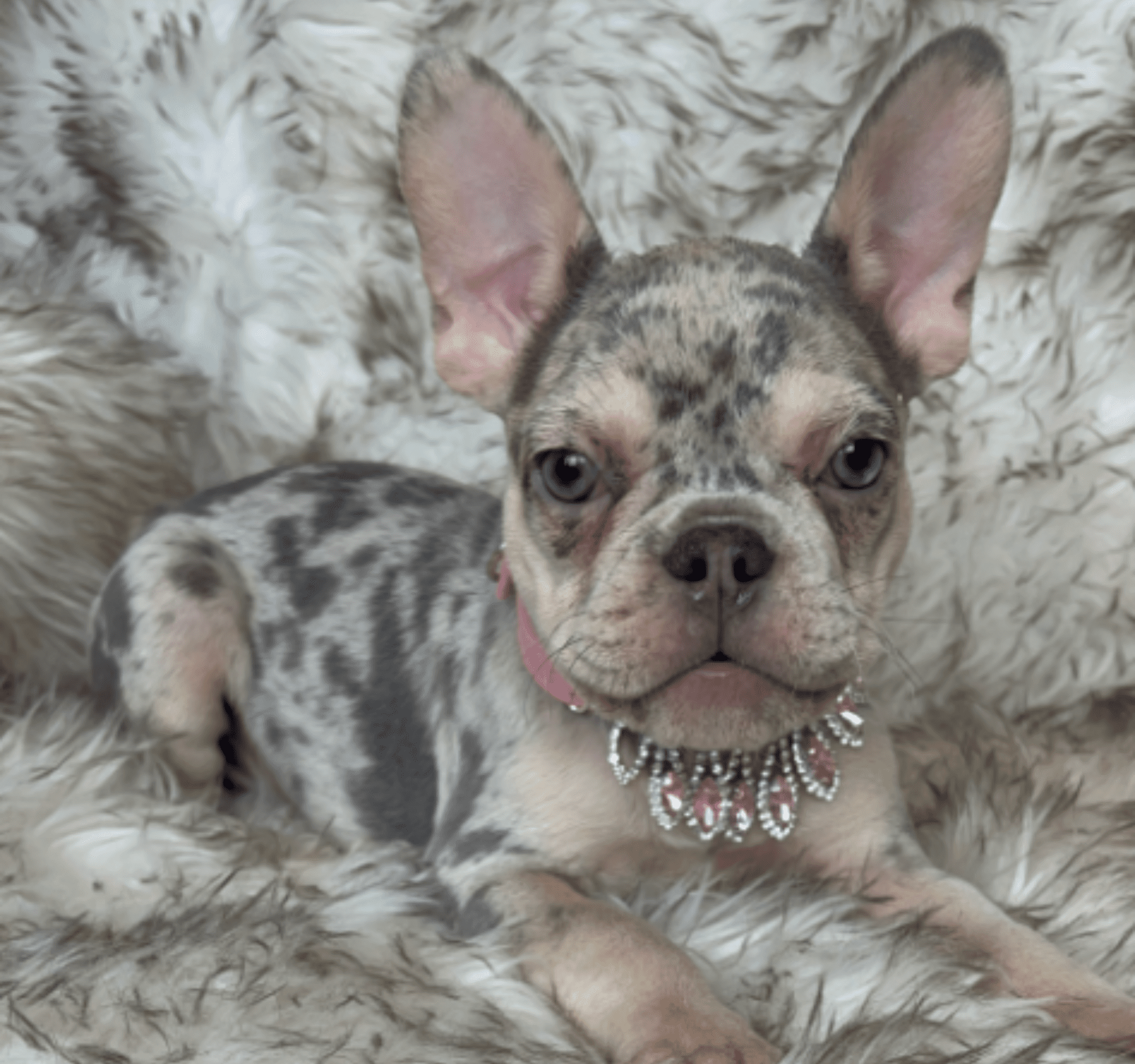Lilac French Bulldogs in Colorado - The French Bulldog of Colorado