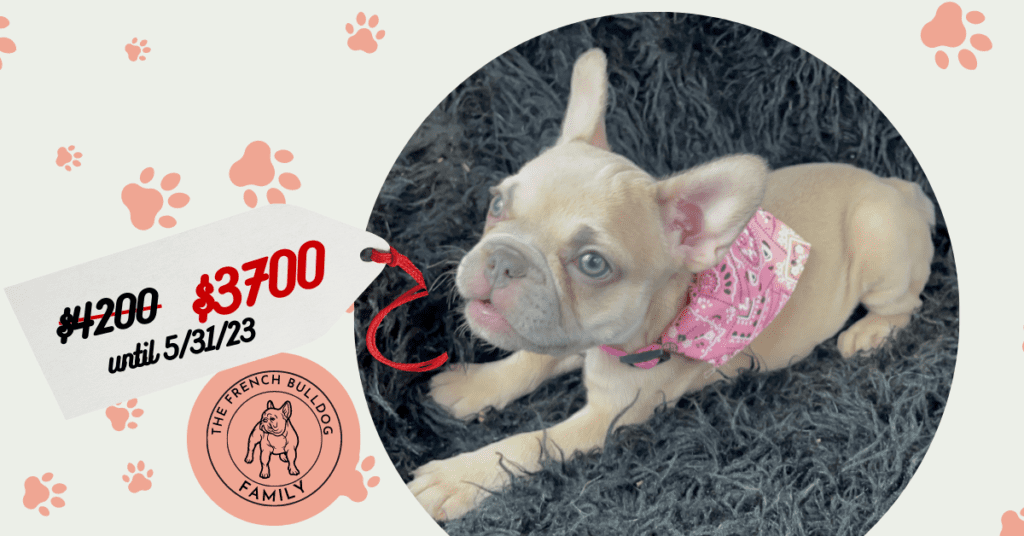 Available Female French Bulldog Puppies - The French Bulldog of Colorado