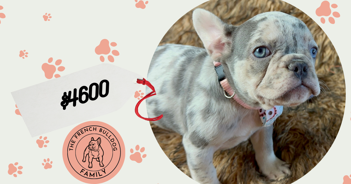Luna | Lilac Merle and Tan French Bulldog Female | Adopted - The French ...