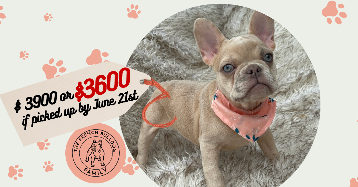 Savannah Lilac Fawn Merle French Bulldog Female | Adopted - The French ...