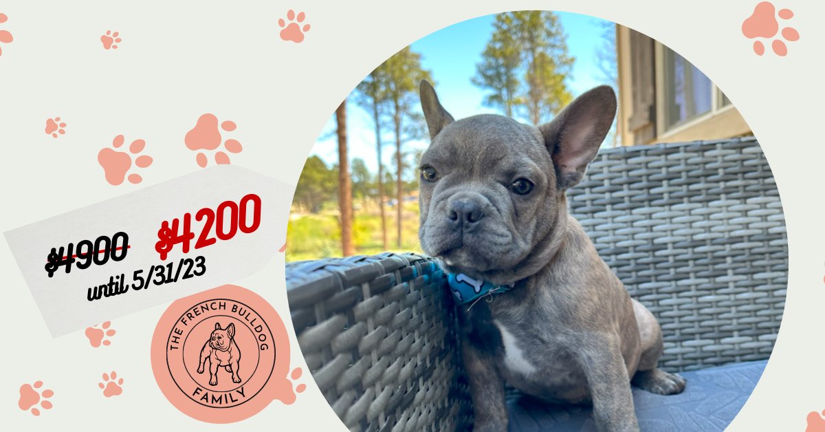 Evan Lilac Brindle French Bulldog Male | Adopted - The French Bulldog ...
