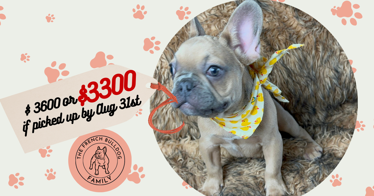 Nash | Blue Sable French Bulldog Male | Adopted - The French Bulldog of ...