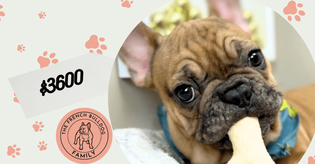 French Bulldogs Puppies for Sale - The French Bulldog of Colorado