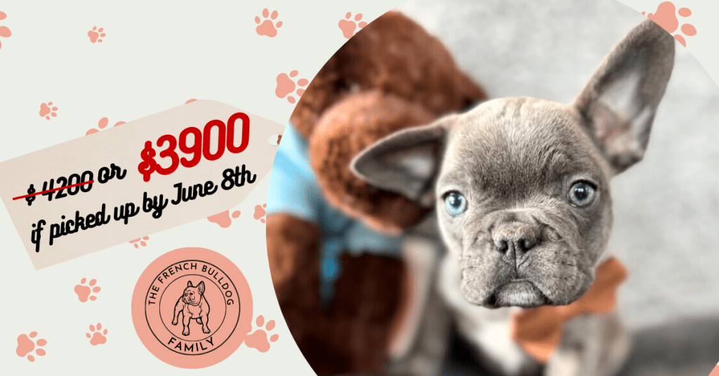 Available Male French Bulldog Puppies - The French Bulldog of Colorado