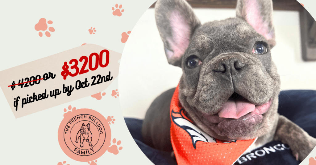 French Bulldogs for Sale New Mexico & Wyoming - The French Bulldog of ...