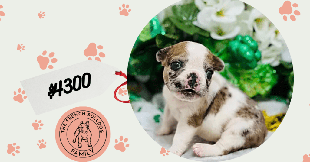 Fawn French Bulldogs in Colorado - The French Bulldog of Colorado