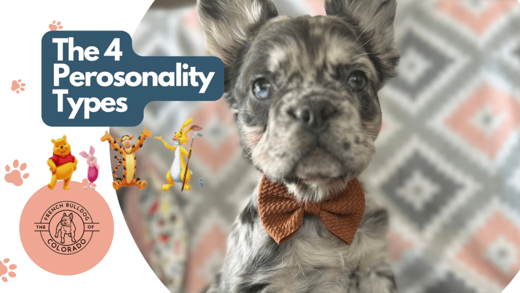 Prospective Frenchie Owners - The French Bulldog of Colorado