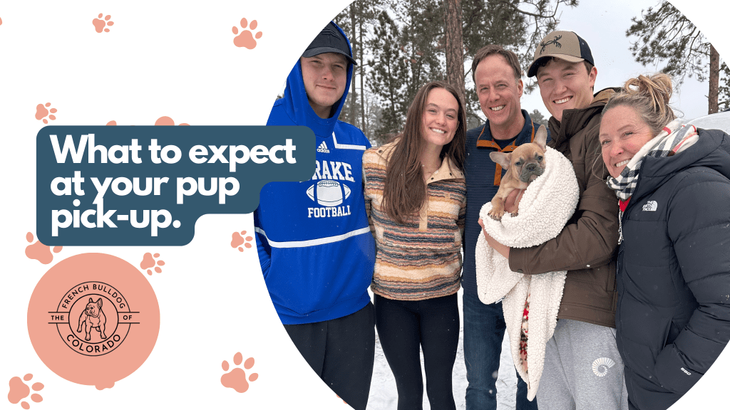 What to expect during the Frenchie Puppy Pick-up Process - The French ...