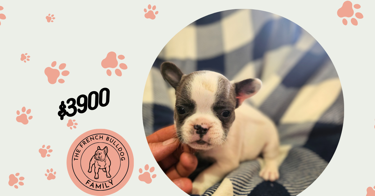Available Female French Bulldog Puppies - The French Bulldog of Colorado