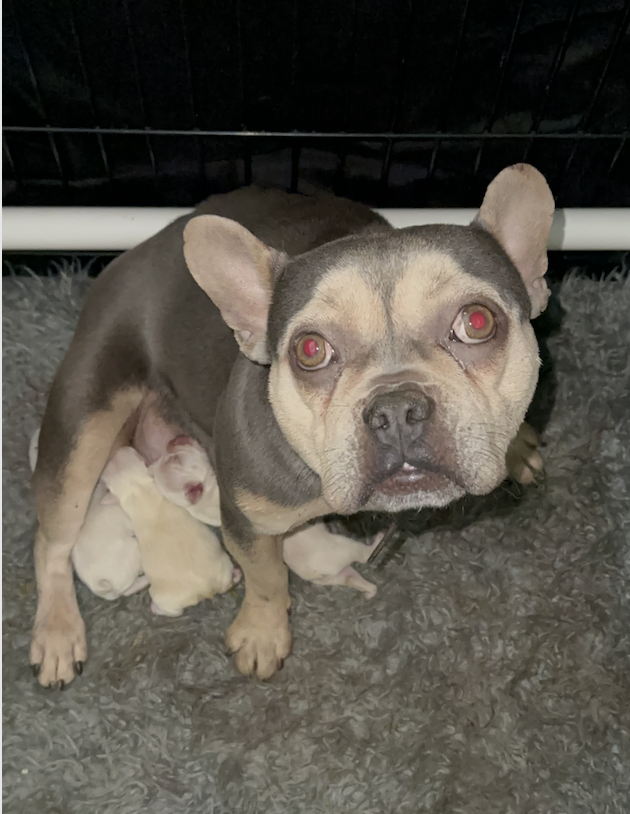 Frenchie Friday May 3rd, 2024 - The French Bulldog of Colorado
