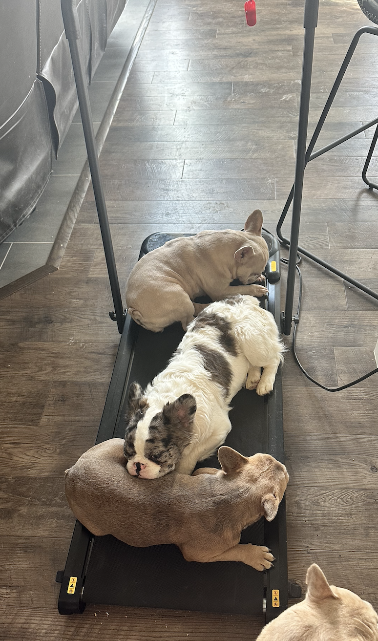 Frenchie Friday May 3rd, 2024 - The French Bulldog of Colorado