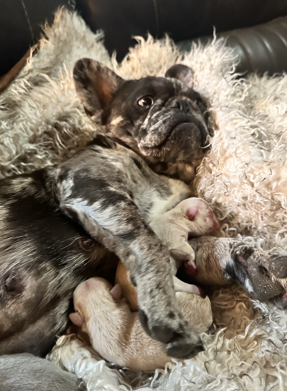 Frenchie Friday Archives - The French Bulldog of Colorado