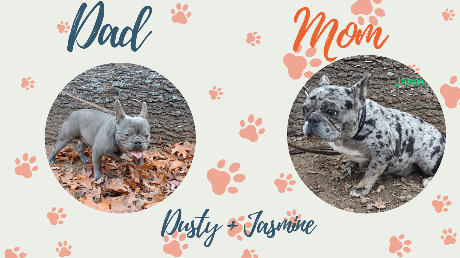 Kiwi | Blue Merle Pied French Bulldog Male | Adopted - The French ...