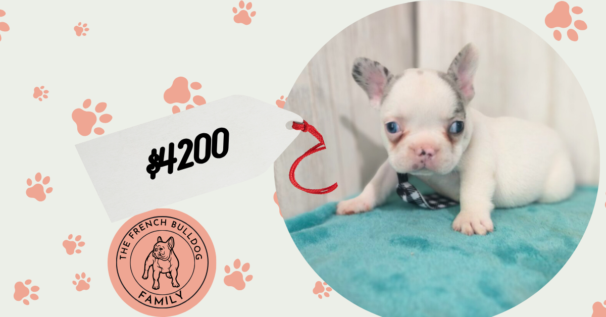 French Bulldogs Puppies for Sale - The French Bulldog of Colorado