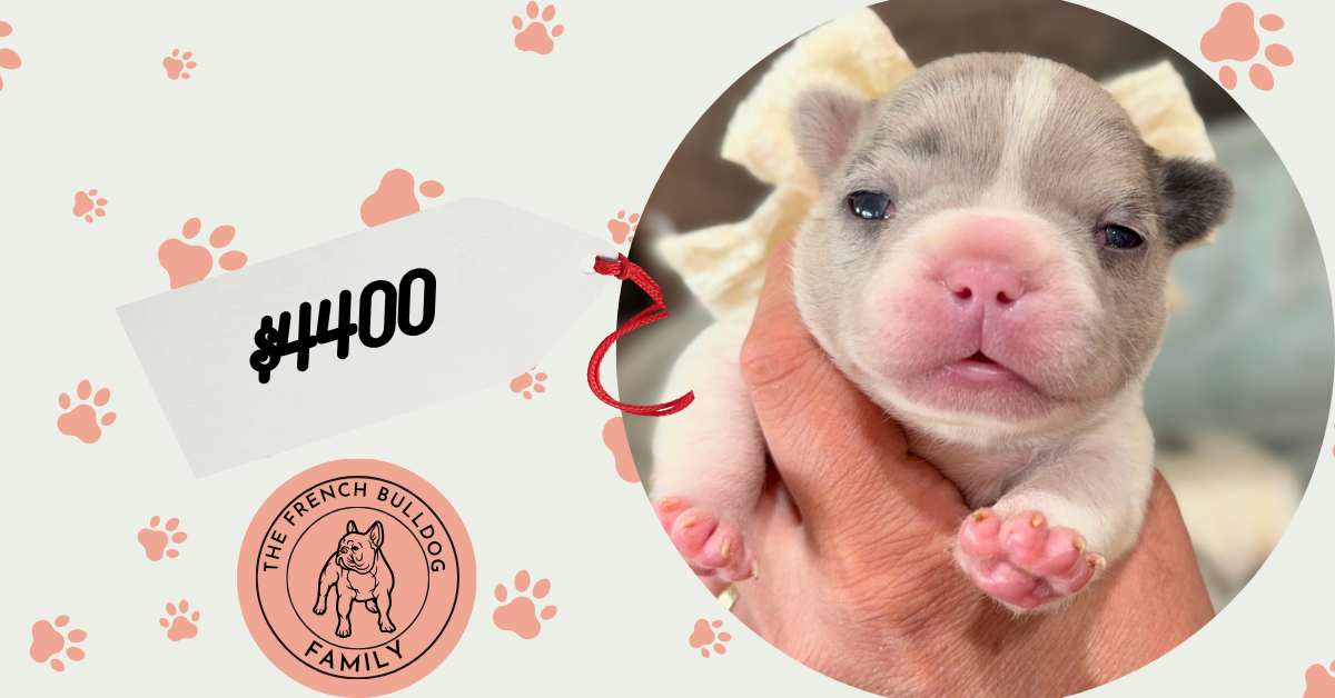 French Bulldogs Puppies for Sale - The French Bulldog of Colorado